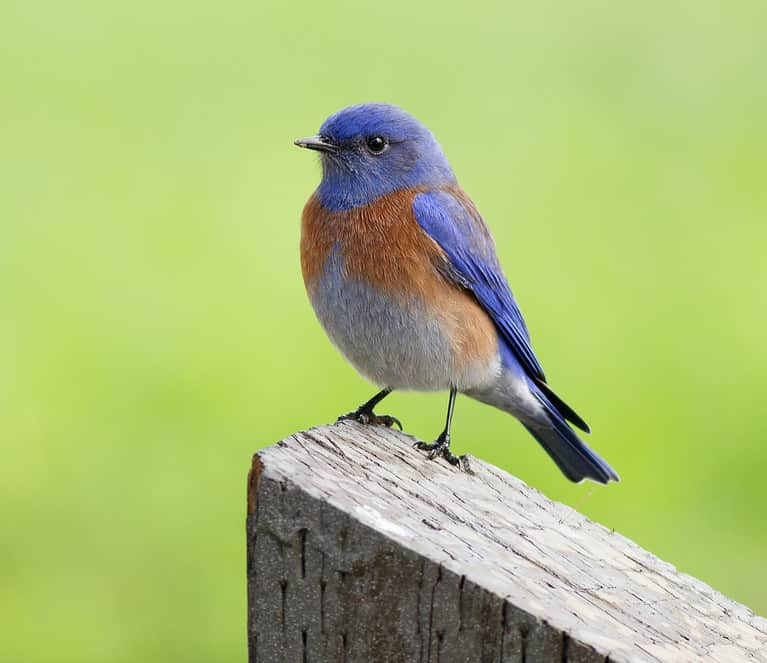 The 4 Most Common Places Bluebirds Go at Night - A-Z Animals