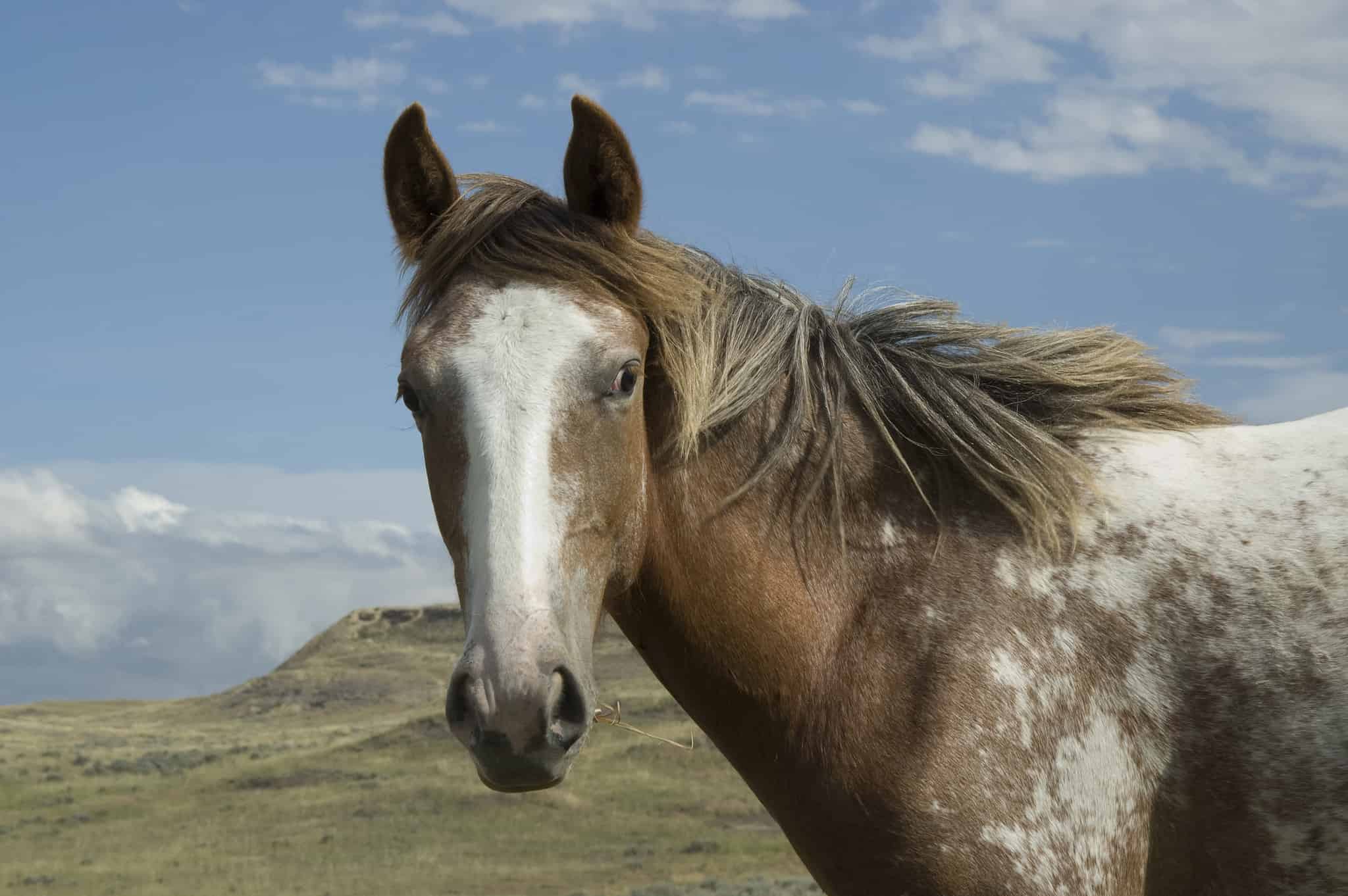 Appaloosa Horse Prices in 2024: Purchase Price, Board, Food, and More ...