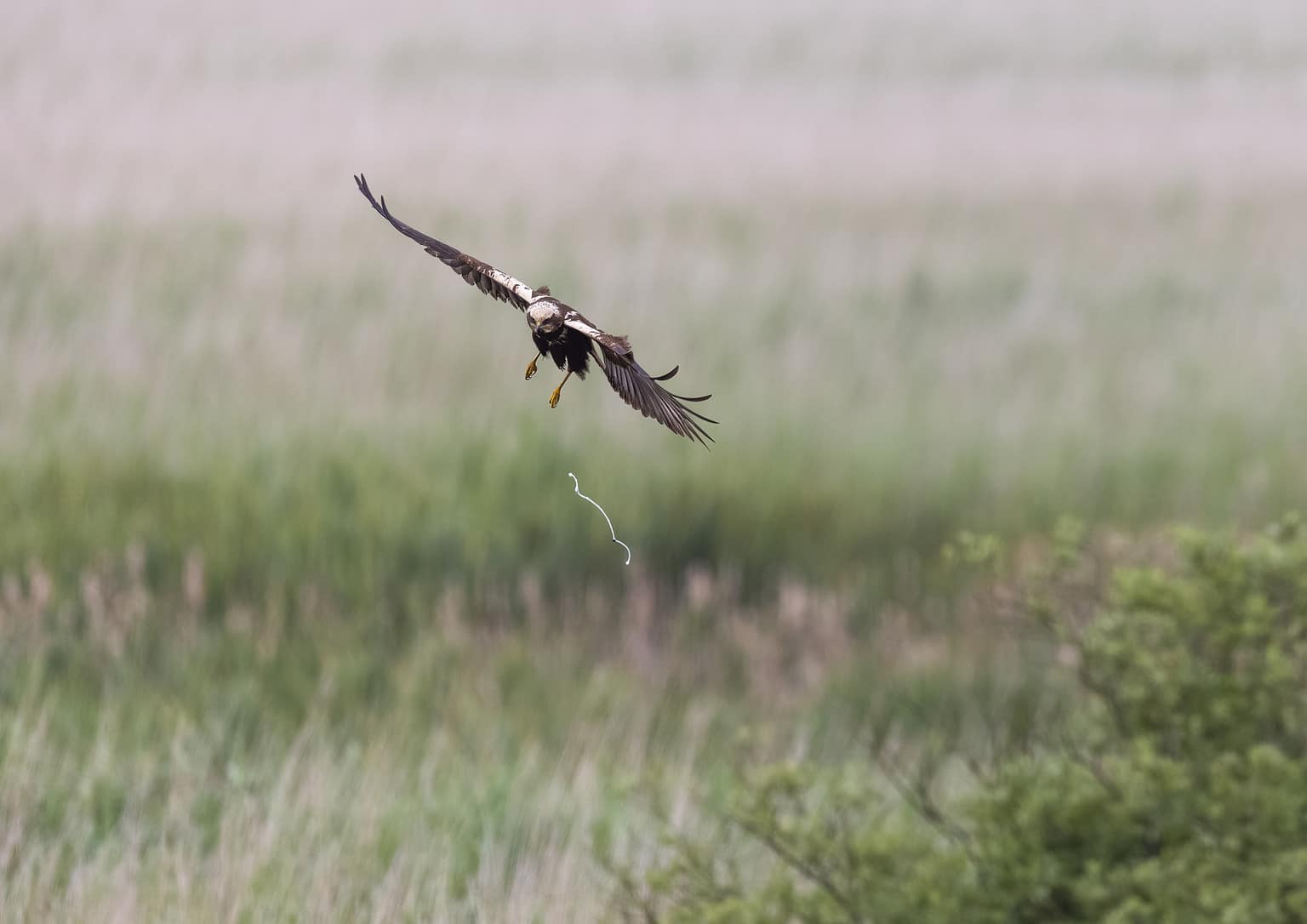 Hawk Poop: Everything You've Ever Wanted to Know - A-Z Animals