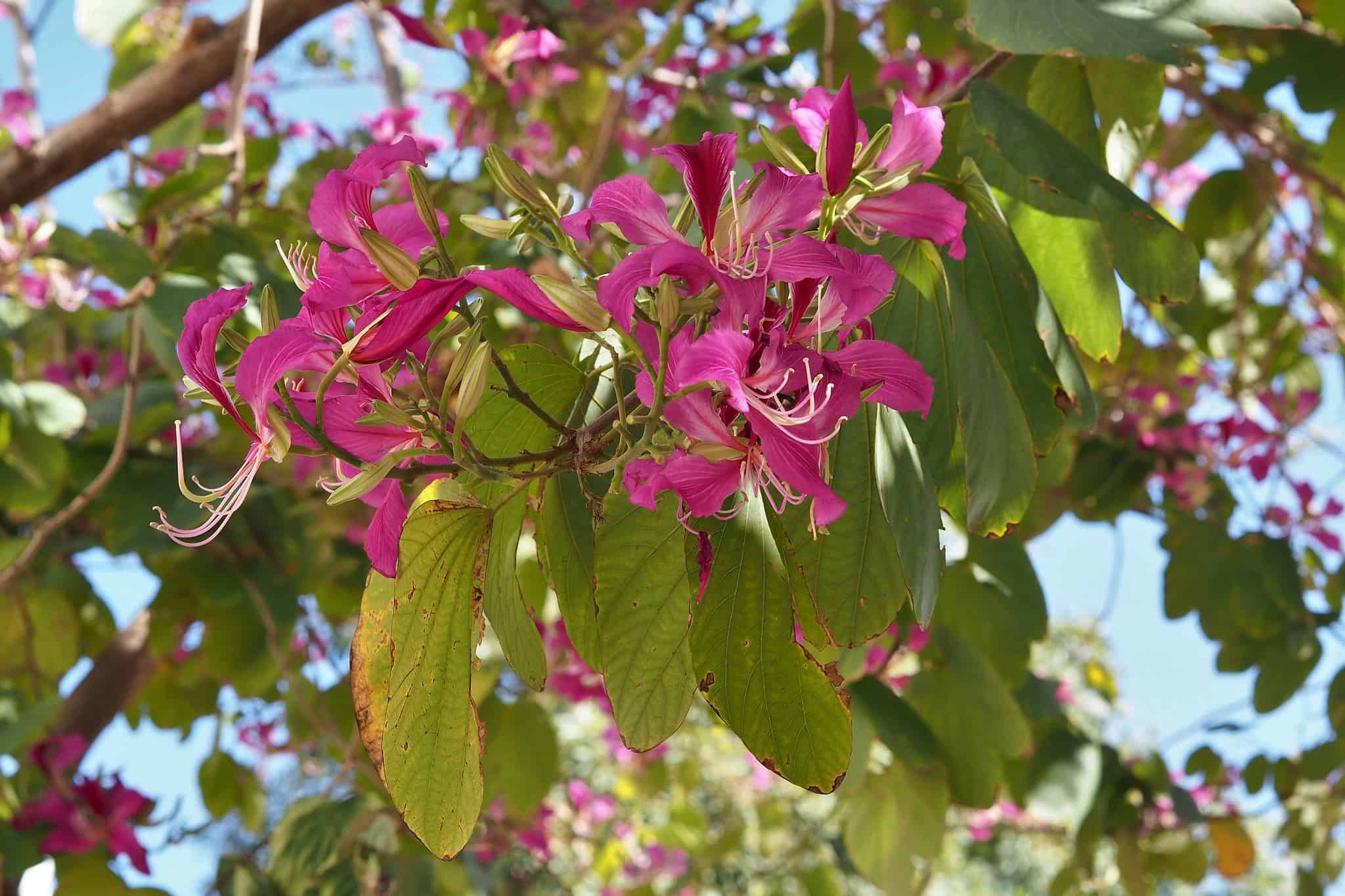 Growing Orchid Trees in Florida: Everything You Need to Know - A-Z Animals