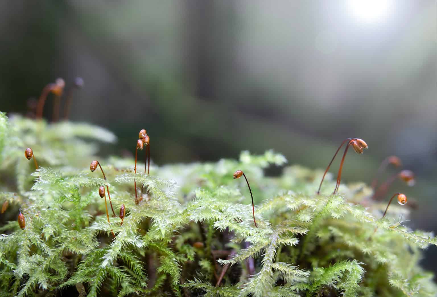 Moss vs. Lichens: Key Differences - A-Z Animals