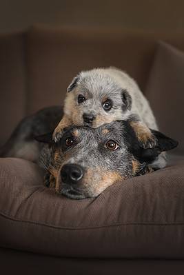 What Kind of Dog Is Bluey? Breed Information, Pictures, and Facts - A-Z ...