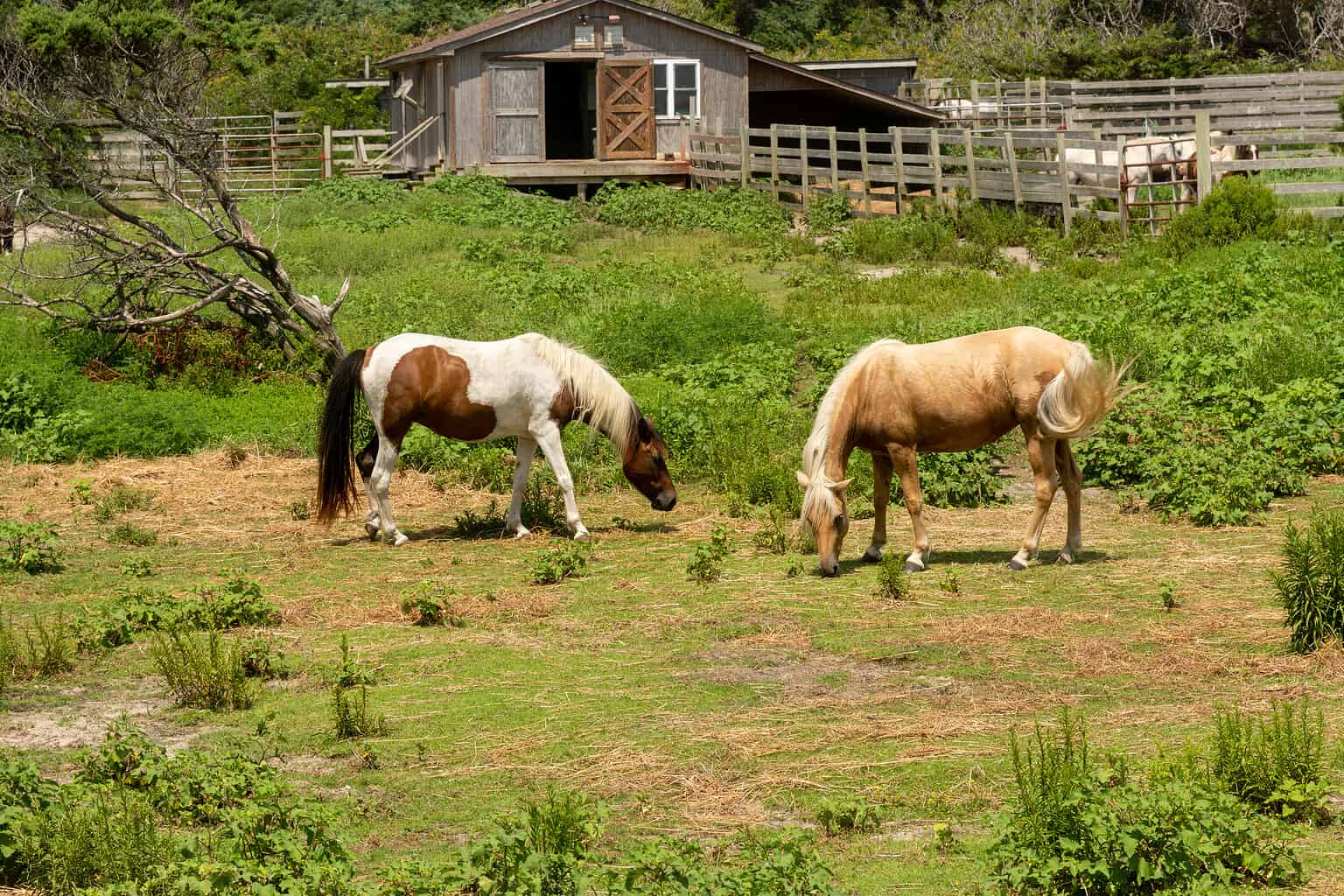 Wild Horses in North Carolina: Population and Where to See Them - A-Z ...