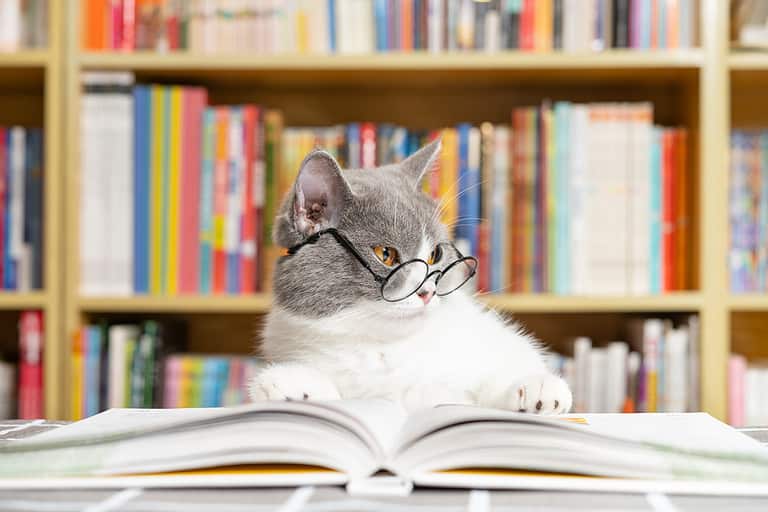 Do Cats Recognize Their Reflections in a Mirror? - A-Z Animals