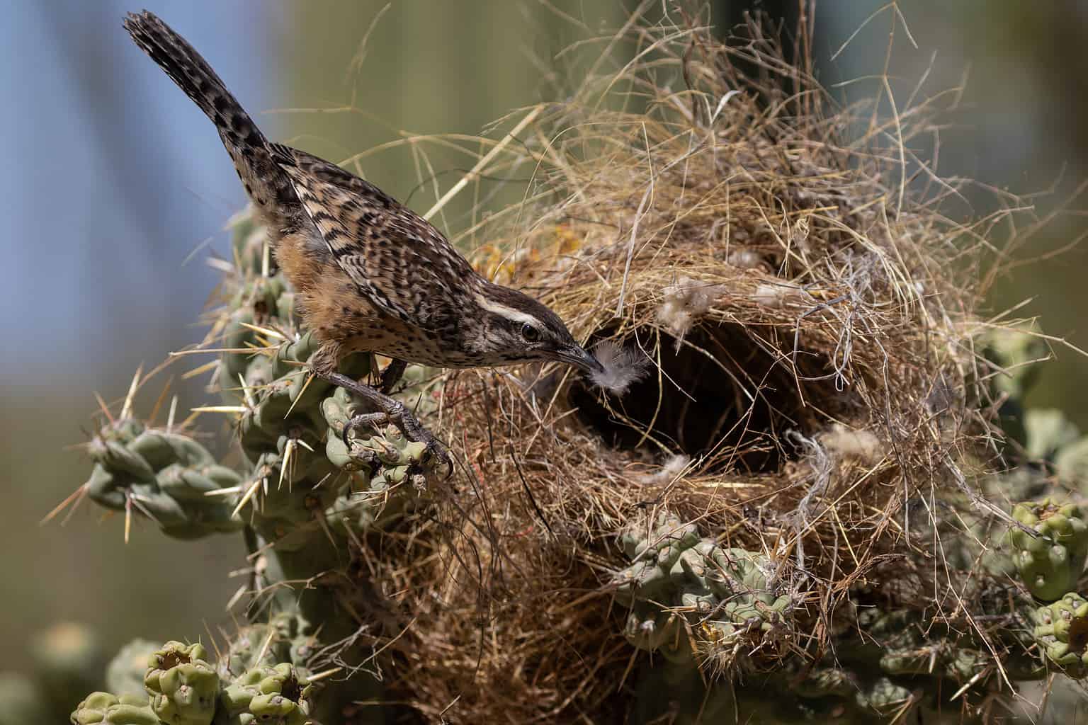 5 Animals That Make Homes in Cacti - A-Z Animals