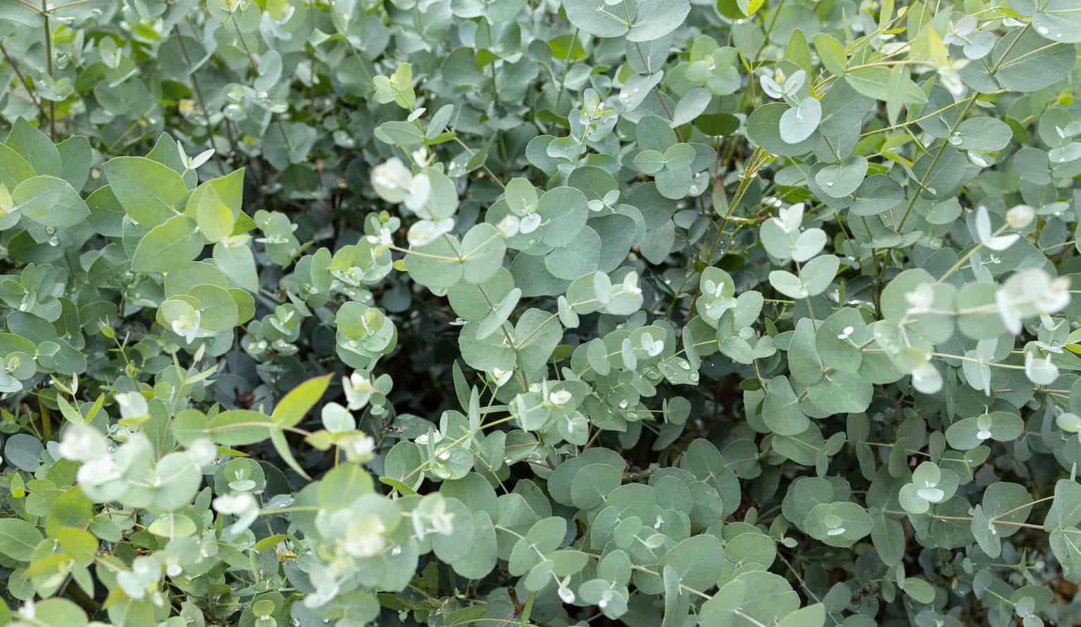 Does Eucalyptus Repel Bugs? Yes! Here's How to Use It - A-Z Animals