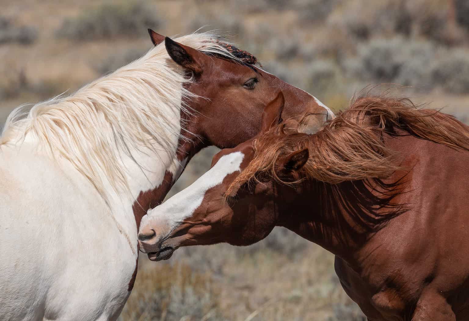 Where to See Wild Horses in Wyoming: Population and Popular Places - A ...