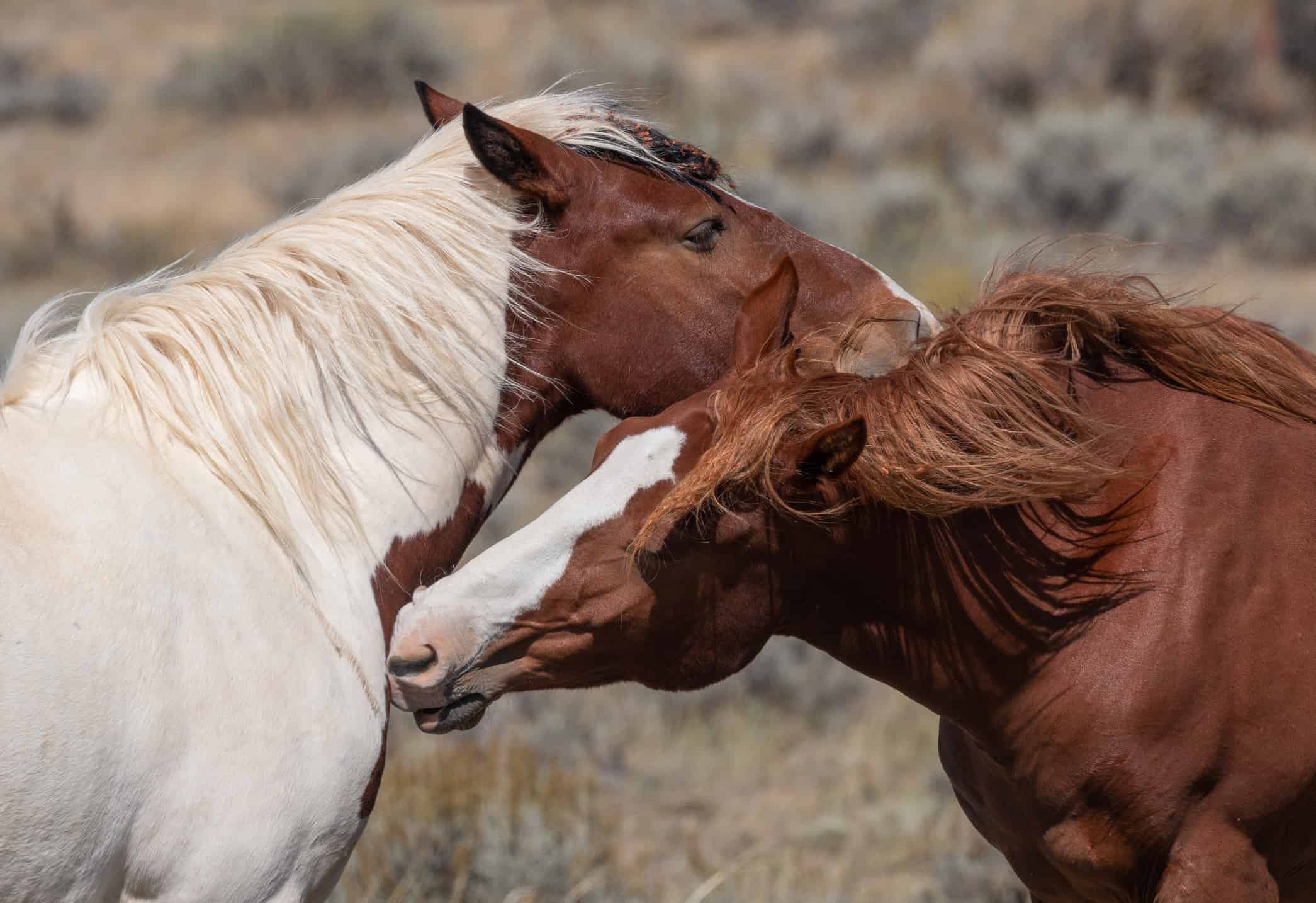 Horse Language Translator