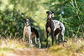 Whippet Progression: Growth Chart, Milestones, and Training Tips