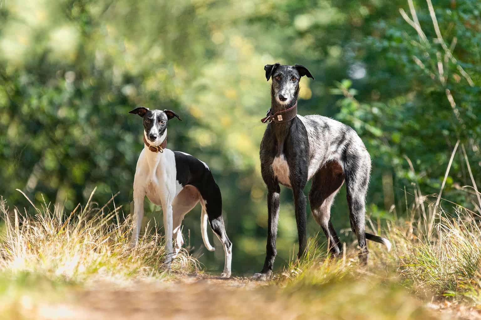 Whippet Progression: Growth Chart, Milestones, and Training Tips