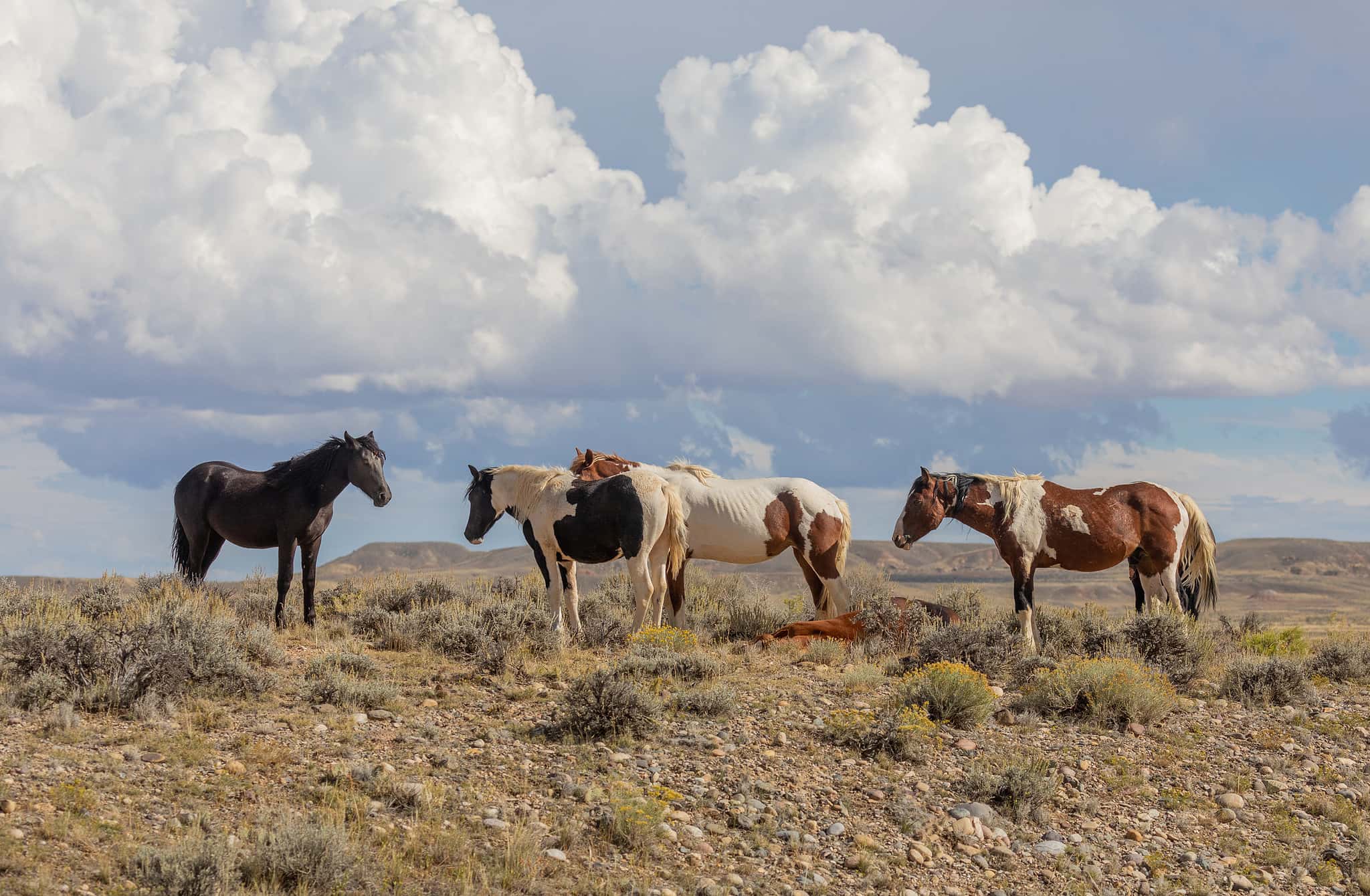 Where to See Wild Horses in Wyoming: Population and Popular Places - A ...