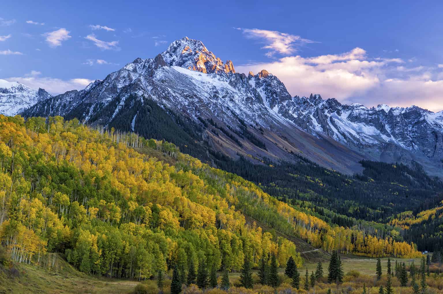 5 Types of Aspen Trees - A-Z Animals