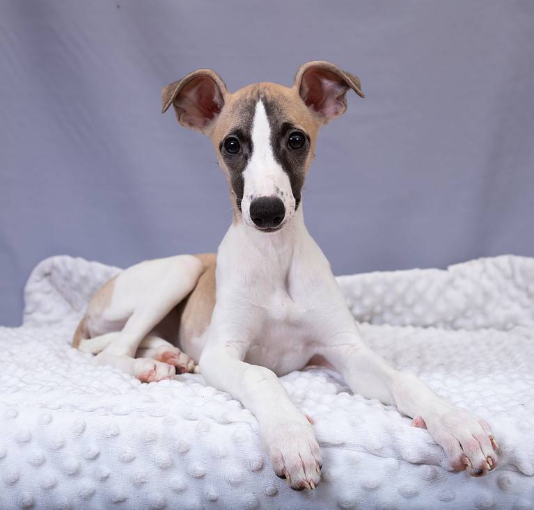 Whippet Progression: Growth Chart, Milestones, and Training Tips