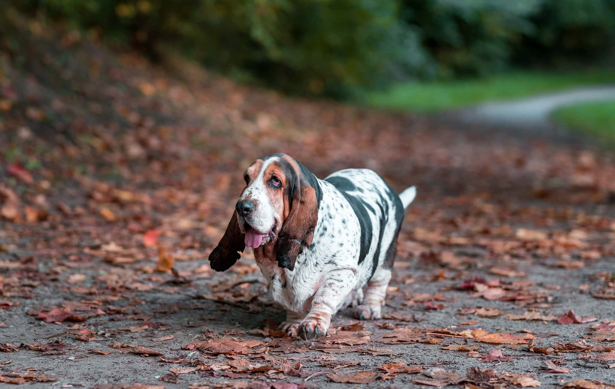 11 Common Health Problems Seen in Basset Hounds - A-Z Animals
