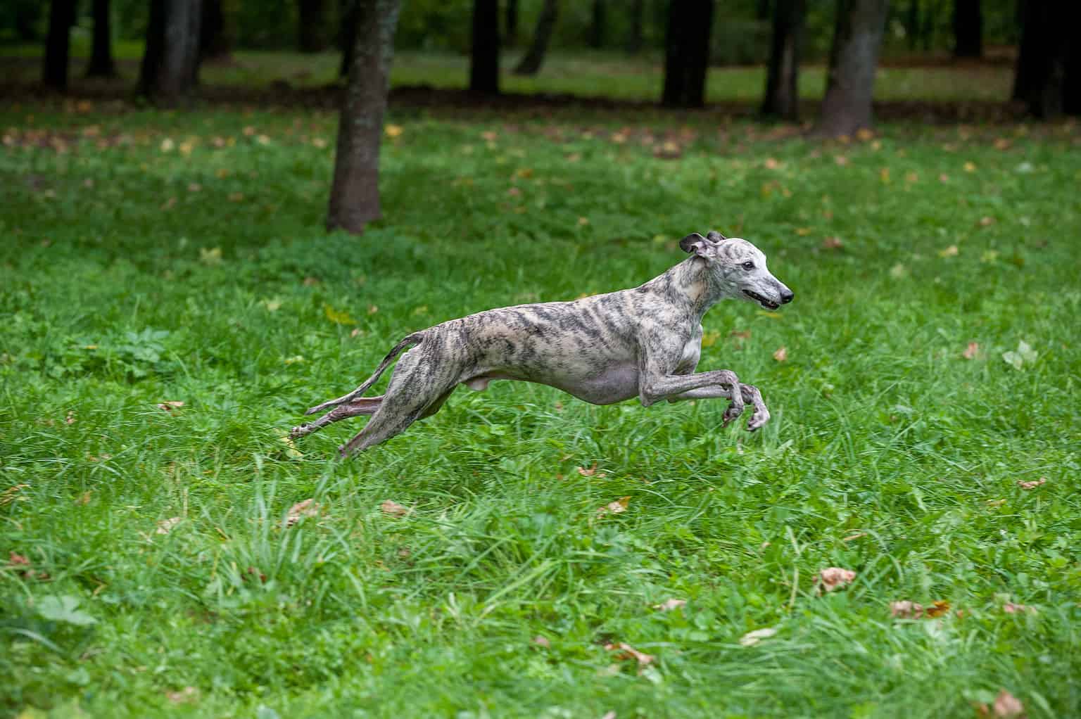 Whippet Progression: Growth Chart, Milestones, and Training Tips