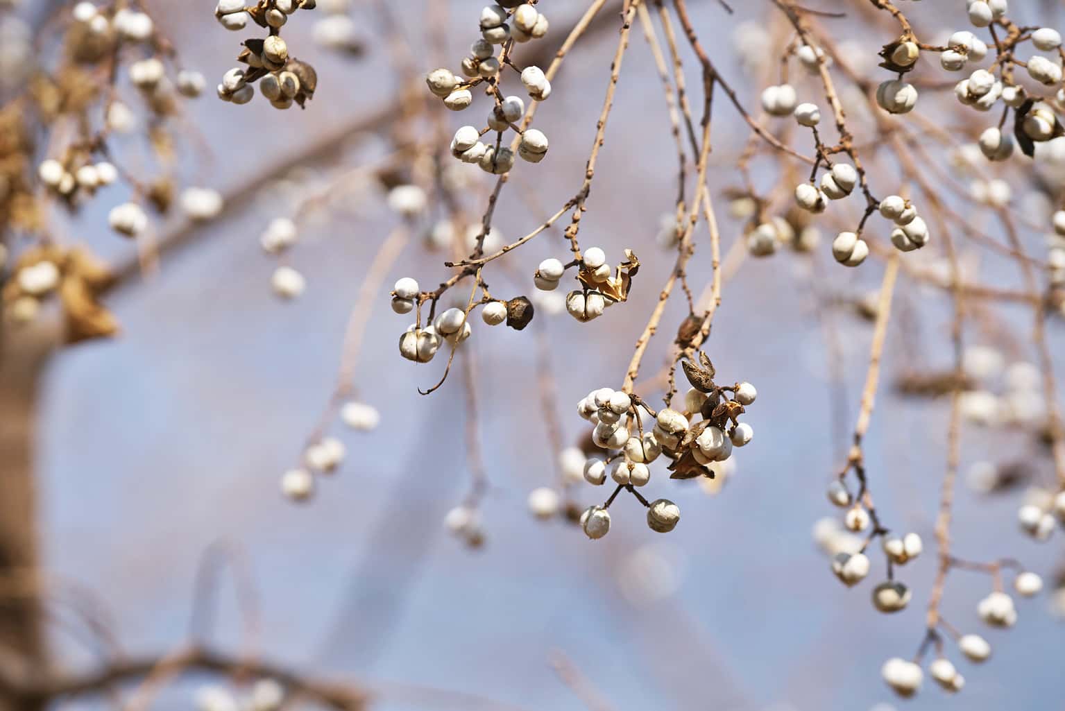 The 10 Best Holiday Decorations from Nature - A-Z Animals
