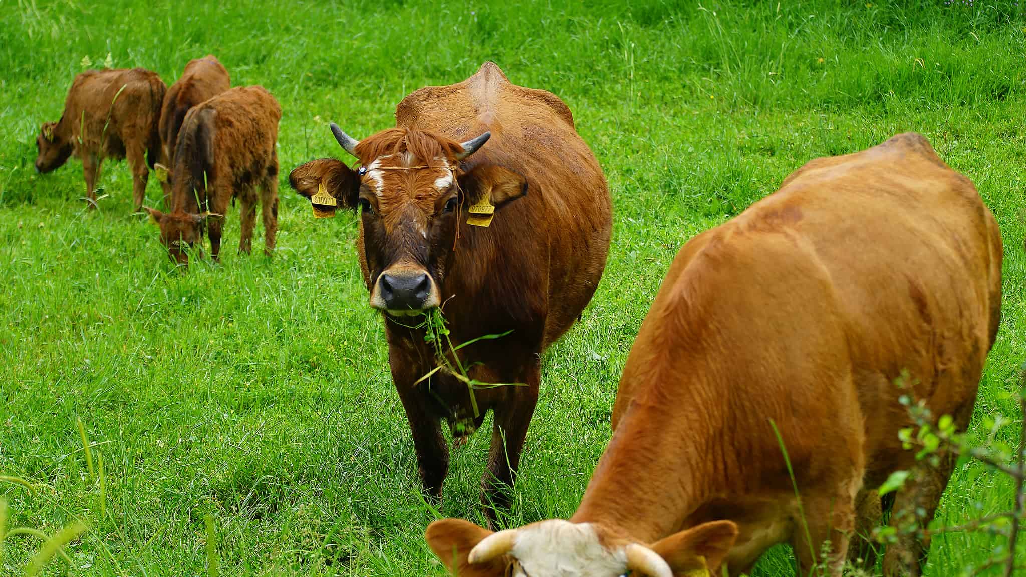 How Many Stomachs Does A Cow Have (And Why?) - A-Z Animals
