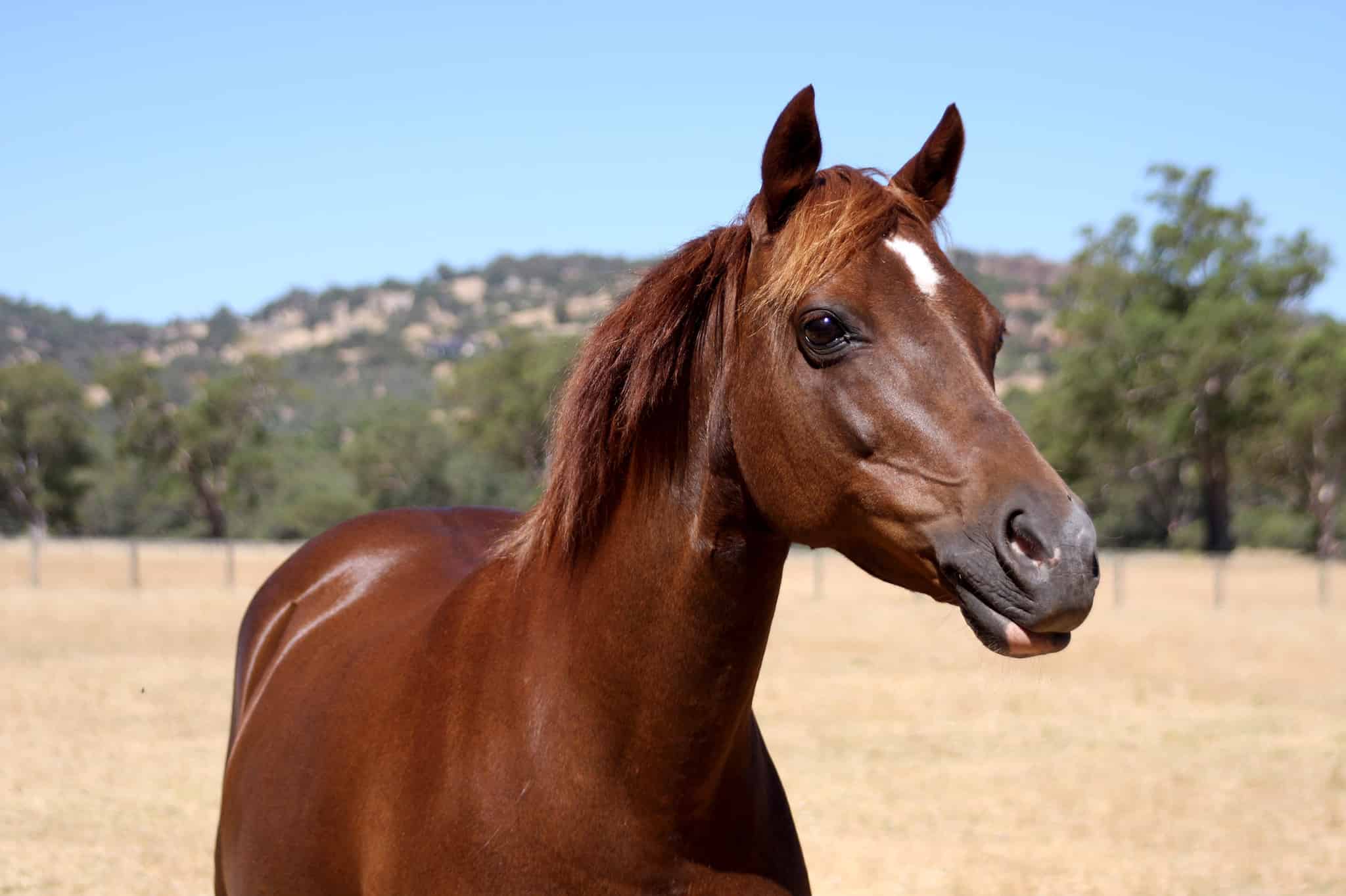 23 Popular Pony Breeds: Everything You Need to Know - A-Z Animals