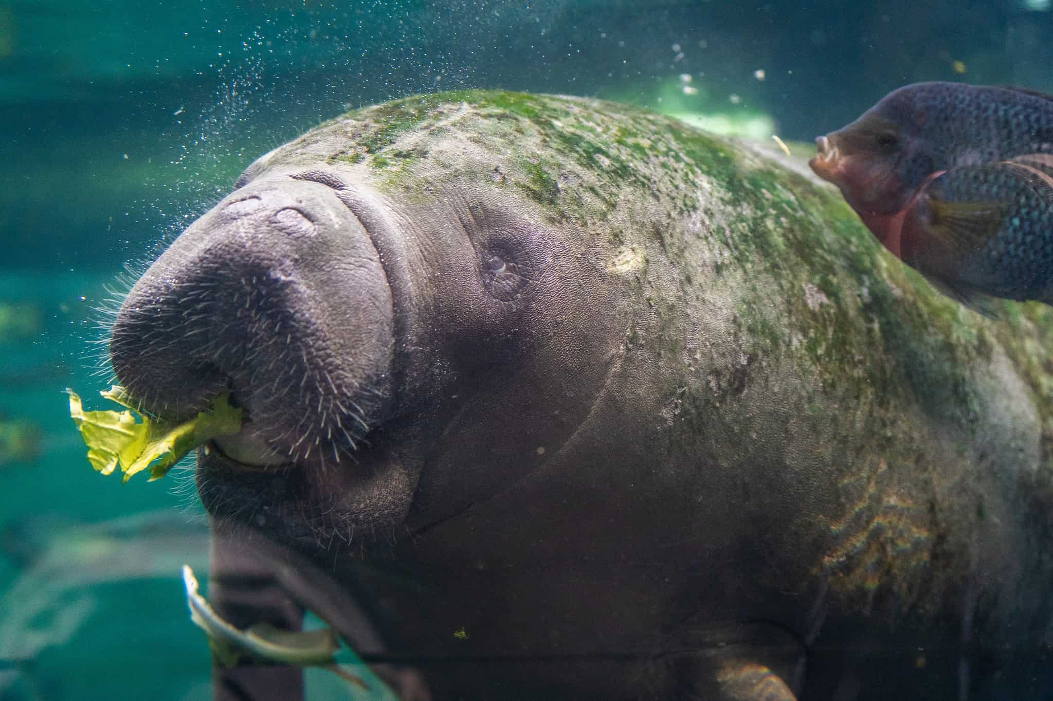 9 Animals That Can Live in Salt and Freshwater - A-Z Animals