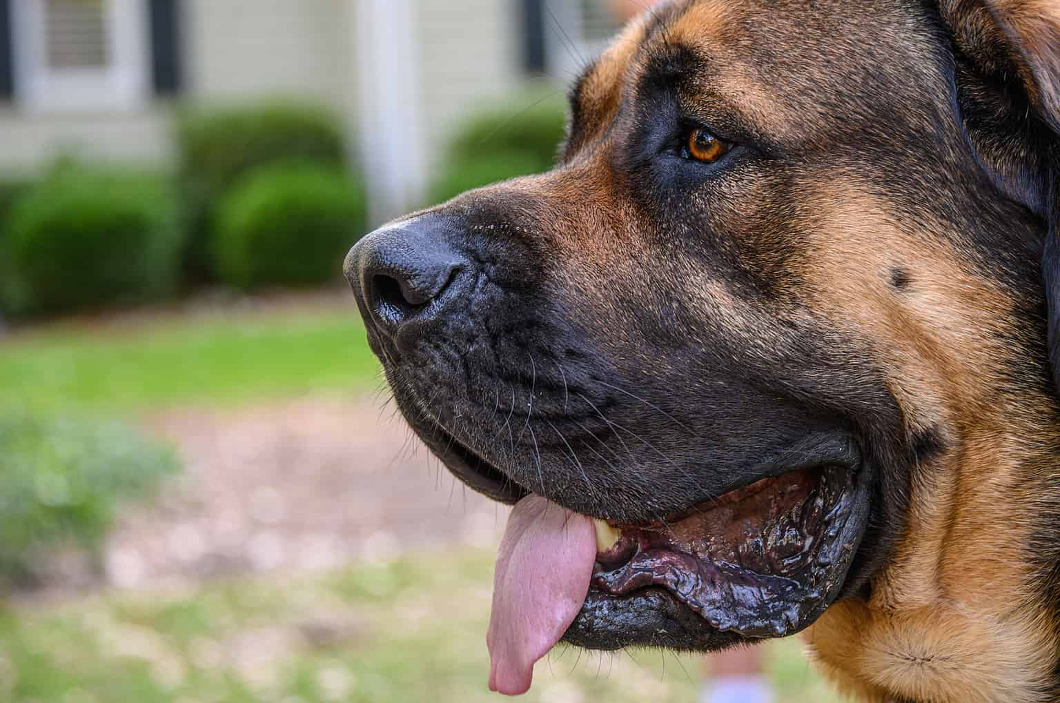 These Are the 11 Dog Breeds That Drool the Most - A-Z Animals