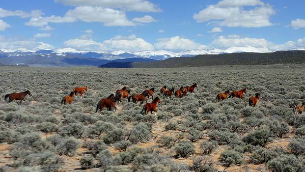 Where to See Wild Horses in Wyoming: Population and Popular Places - A ...