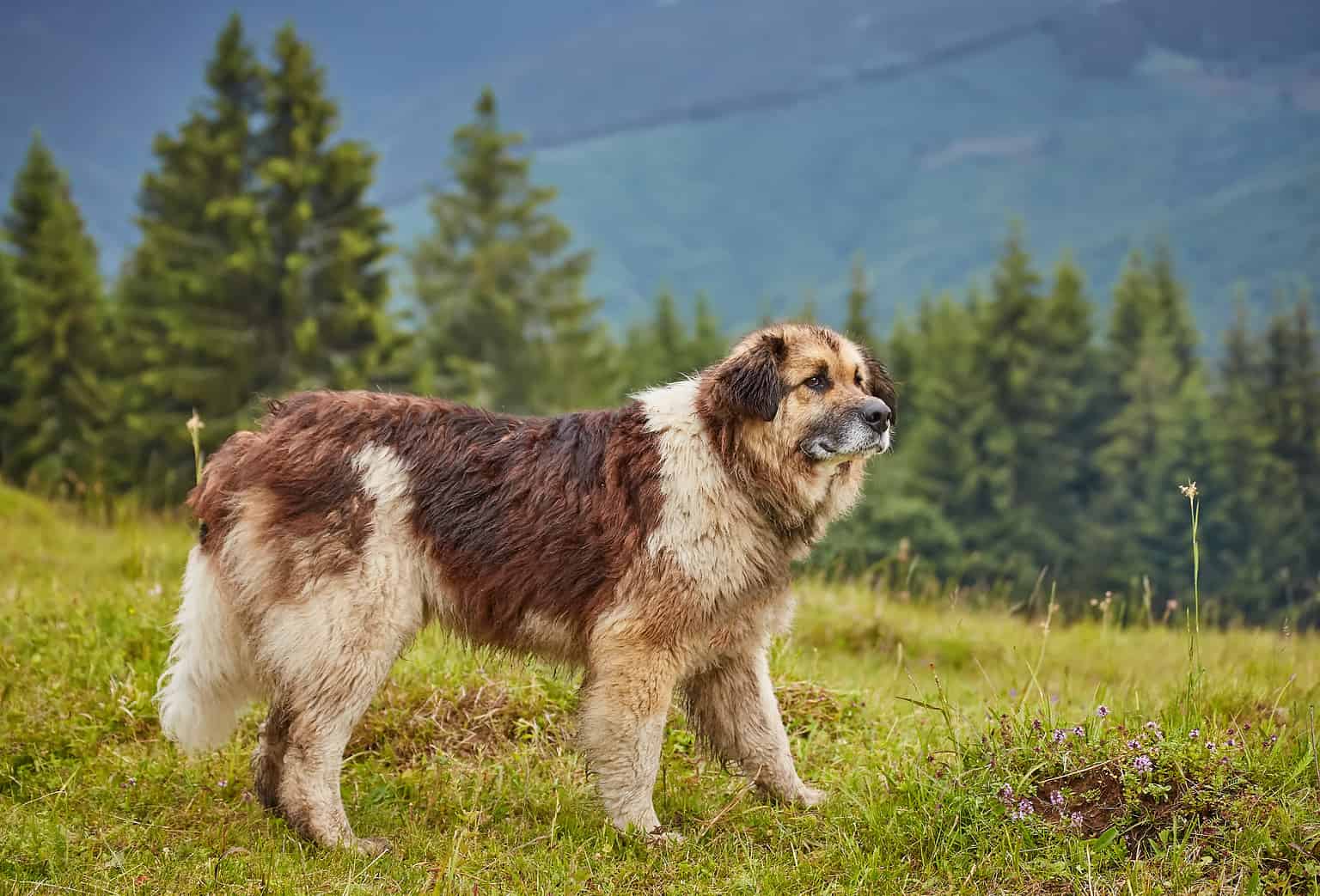 The Largest Shepherd Dog Breeds Are Robust Giants - A-Z Animals Slideshows