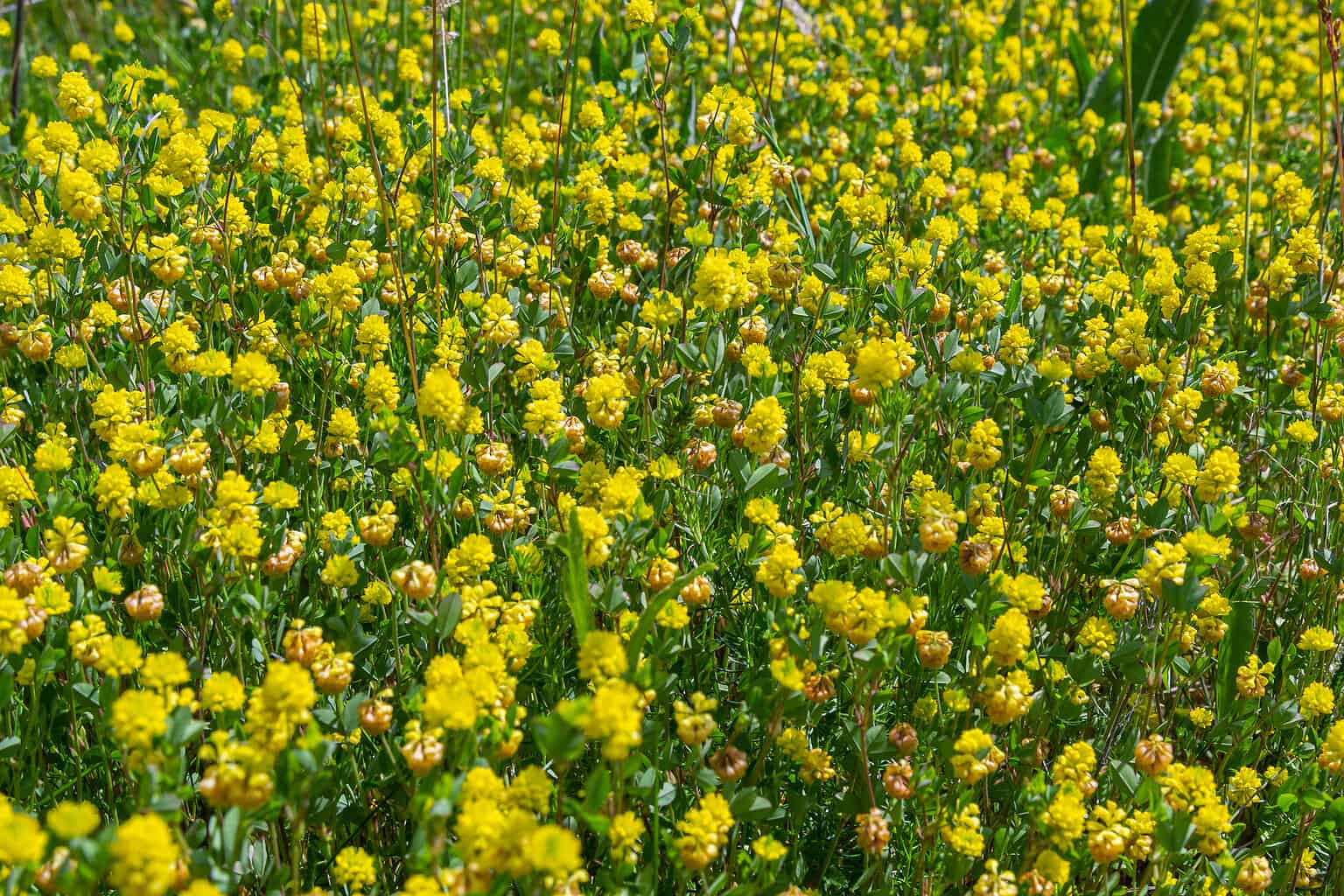 Shamrock vs. Clover: What Are the Differences and Why Do They Matter ...