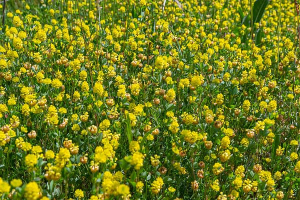 Shamrock vs. Clover: What Are the Differences and Why Do They Matter ...