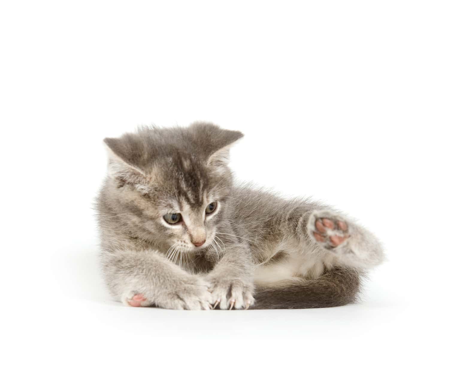 7 Ways To Tell If Your Cat Needs Its Glands Expressed - A-Z Animals