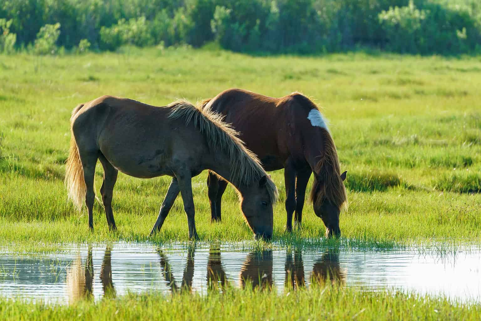 Wild Horses in Virginia: Population and Where to See Them - A-Z Animals