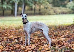 Whippet Progression: Growth Chart, Milestones, and Training Tips