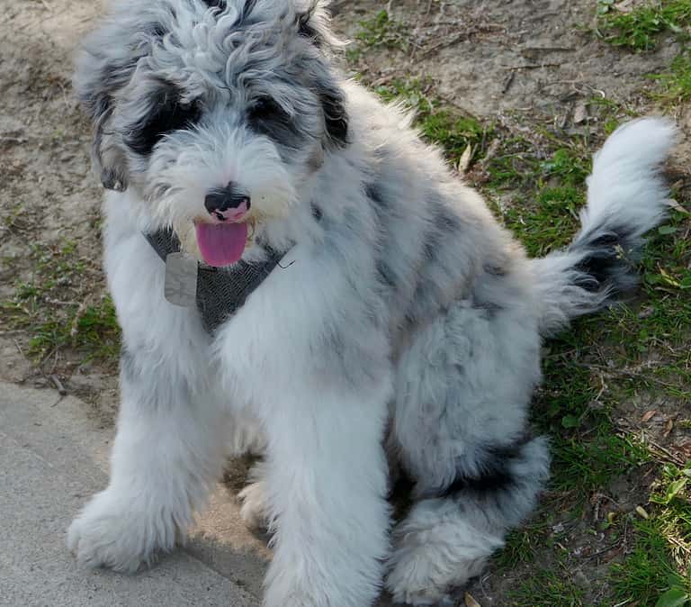 Sheepadoodle Colors: See the Rarest to Most Common - A-Z Animals
