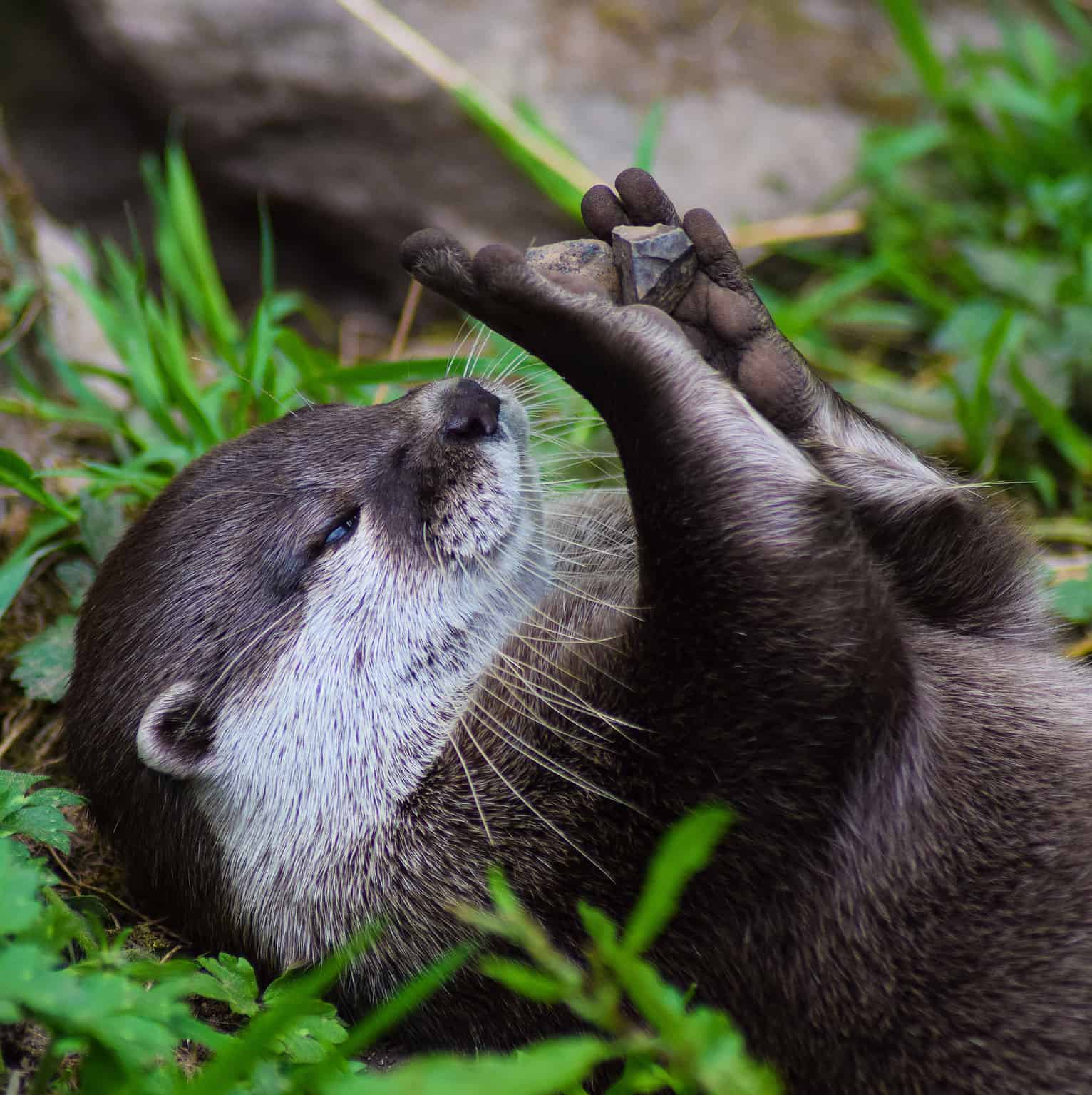 Otters Dance Before Pooping, Plus More Fun Facts - A-Z Animals
