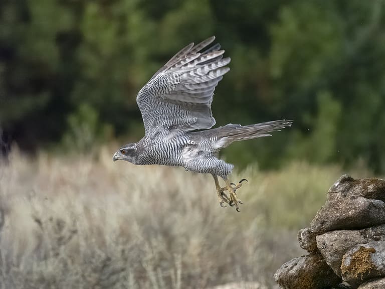 Meet the Giants of the Hawk World - A-Z Animals
