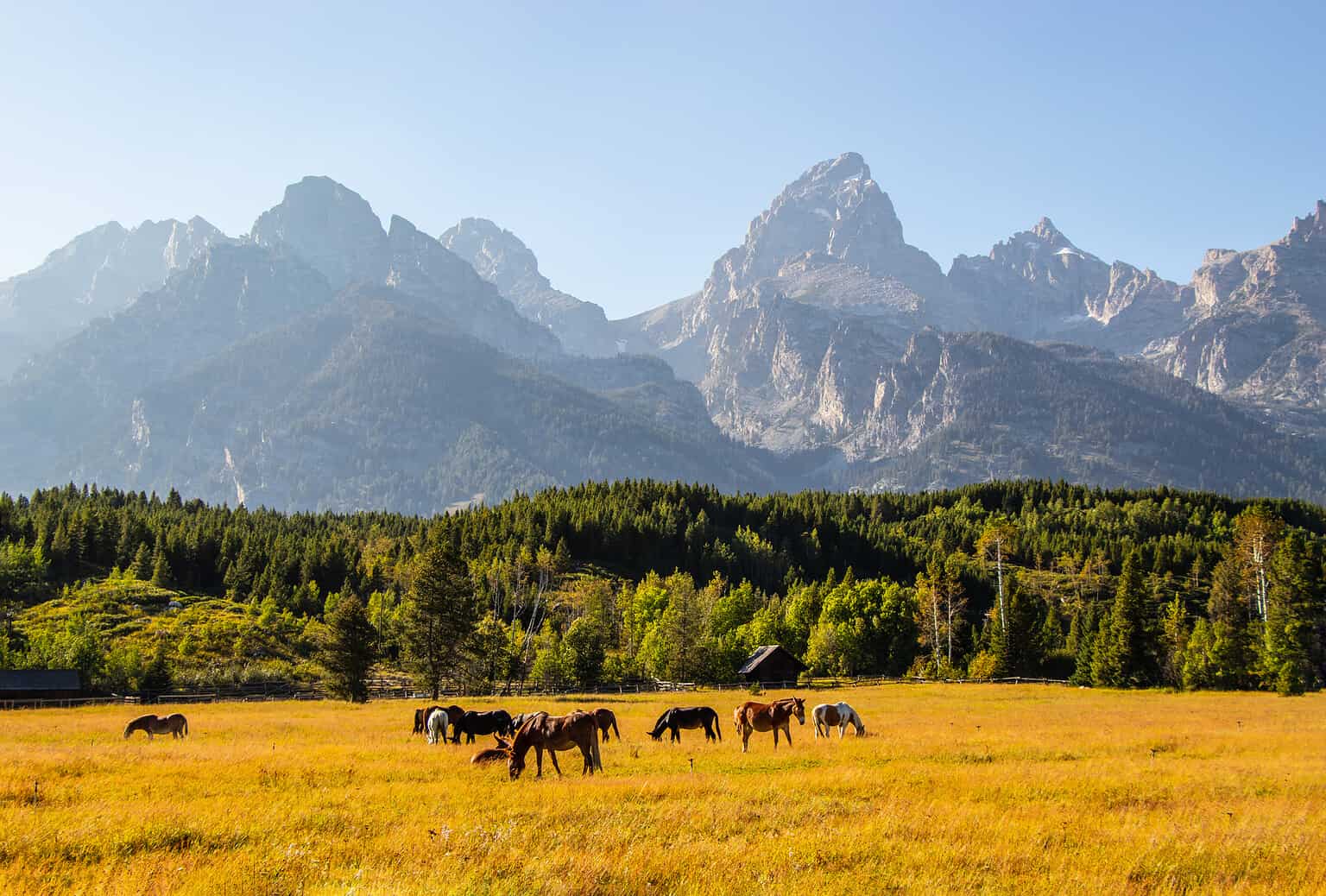 Where to See Wild Horses in Wyoming: Population and Popular Places - A ...