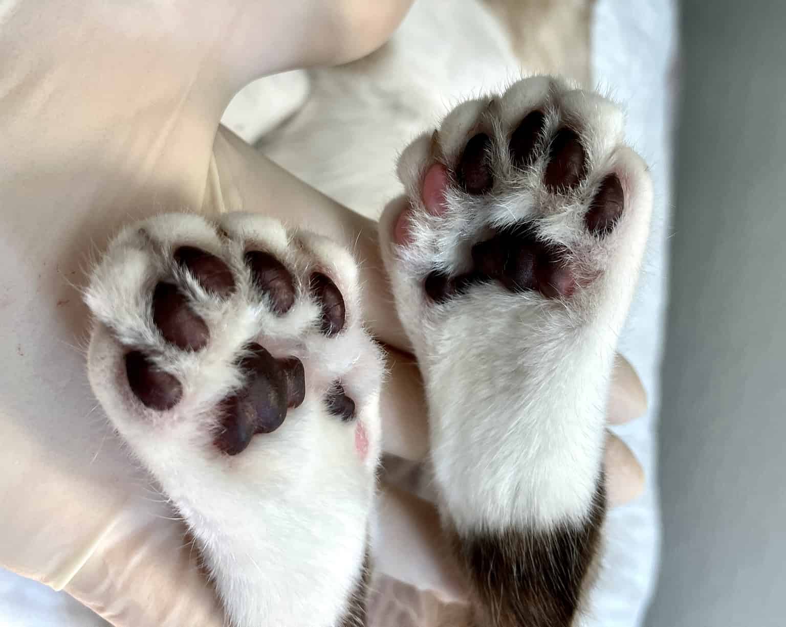 What is a Polydactyl Cat? Explore the Unusual Felines with Extra Toes ...