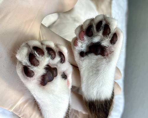 What is a Polydactyl Cat? Explore the Unusual Felines with Extra Toes ...