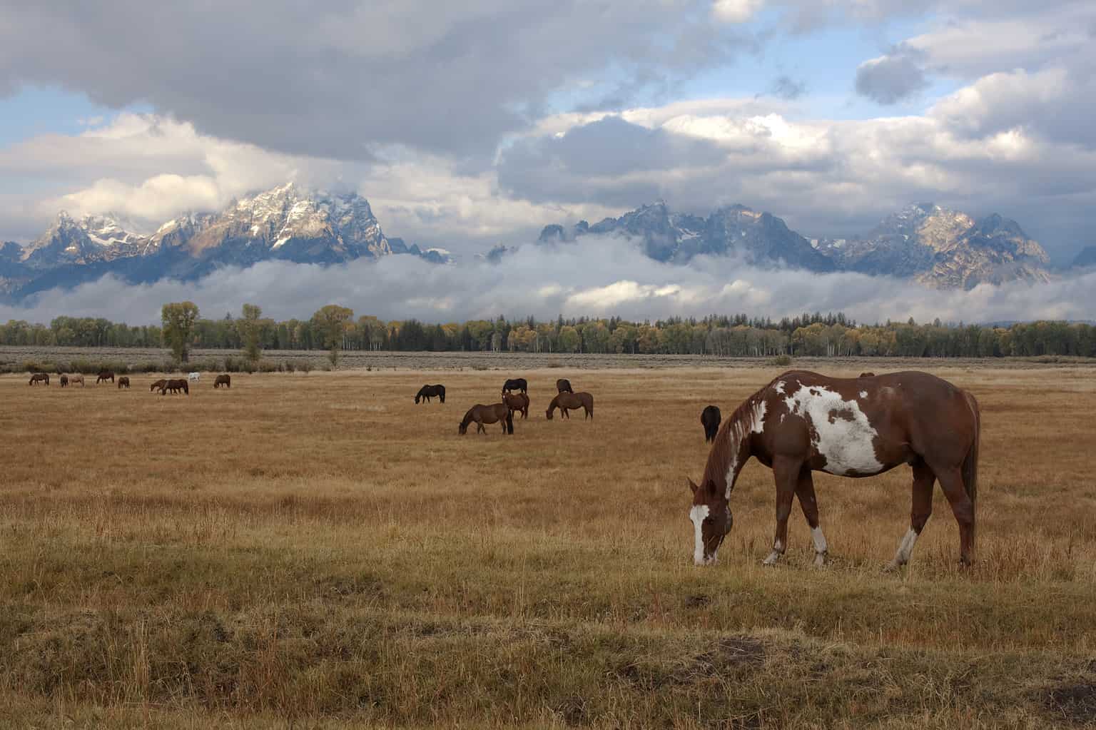 Where to See Wild Horses in Wyoming: Population and Popular Places - A ...
