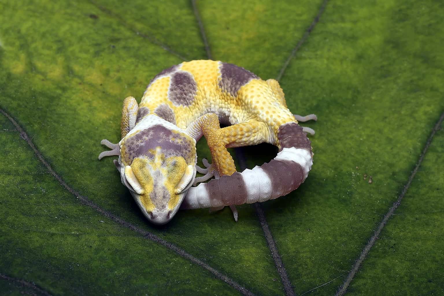 Baby Leopard Gecko: 10 Pictures and 10 Amazing Facts - A-Z Animals
