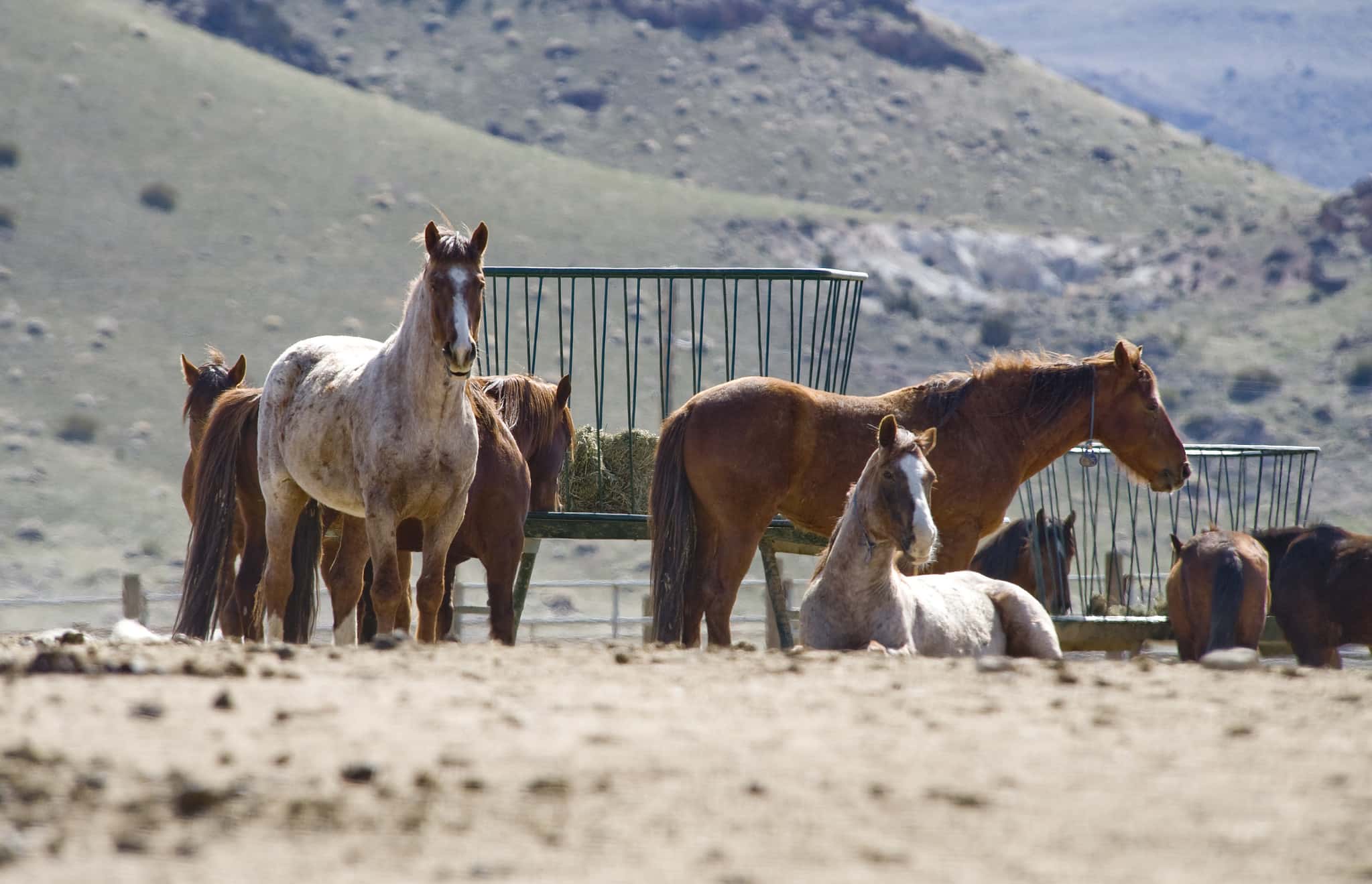 Wild Horses in Nevada: Population and Where to See Them - A-Z Animals