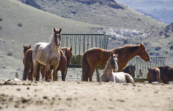 Wild Horses in Nevada: Population and Where to See Them - A-Z Animals