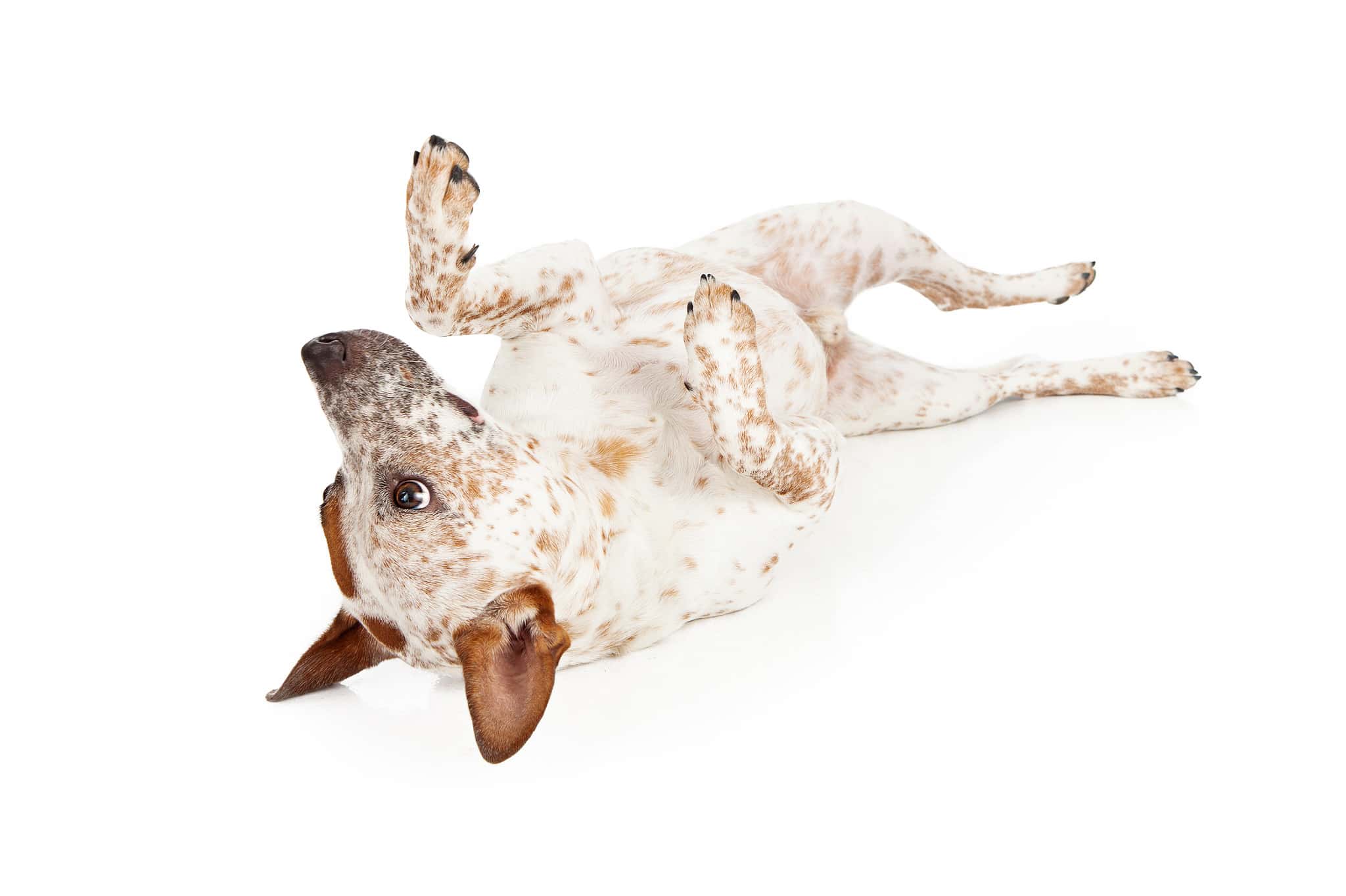What Kind of Dog Is Bluey? Breed Information, Pictures, and Facts - A-Z ...