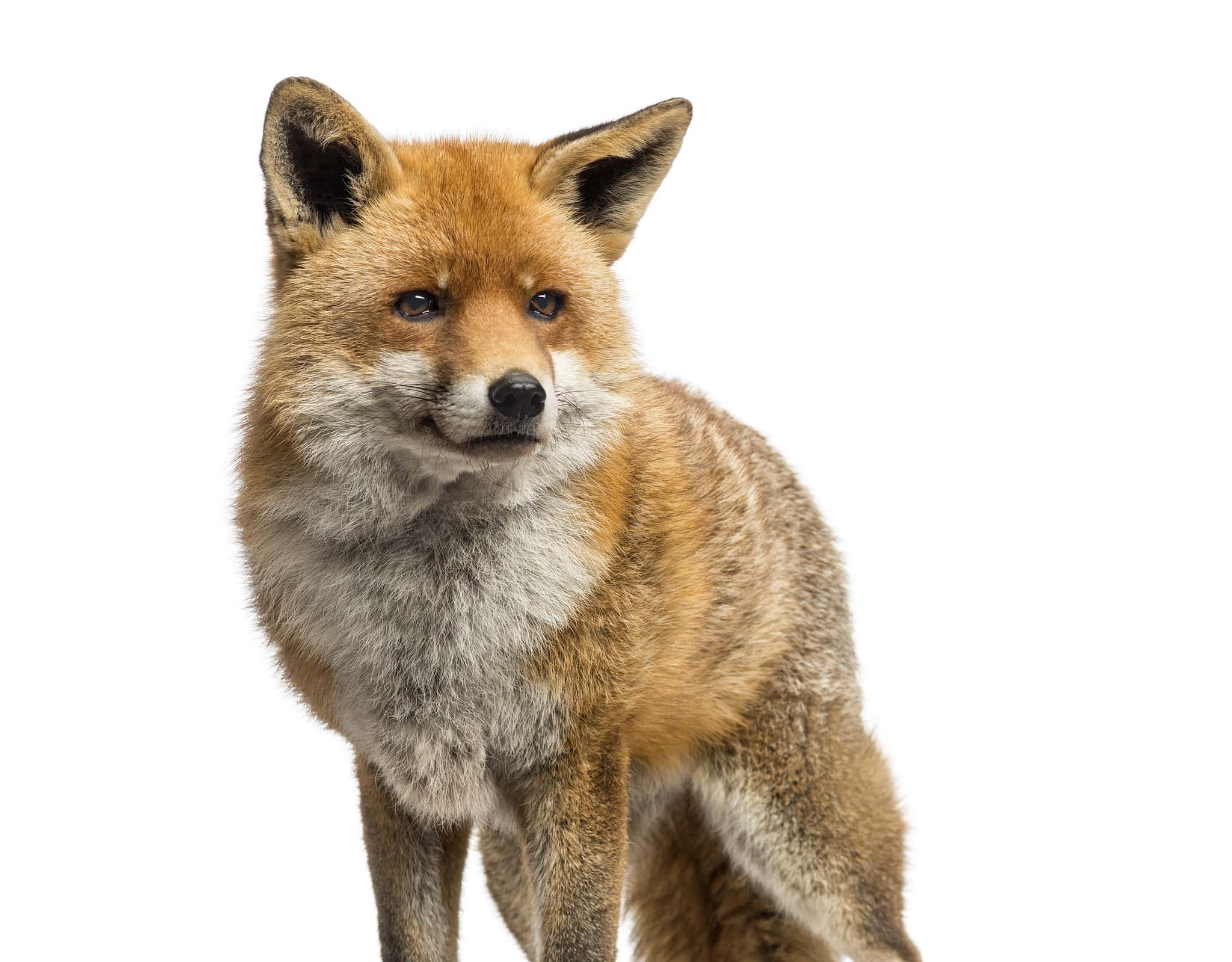 Domesticated Foxes: Are They Real? - A-Z Animals