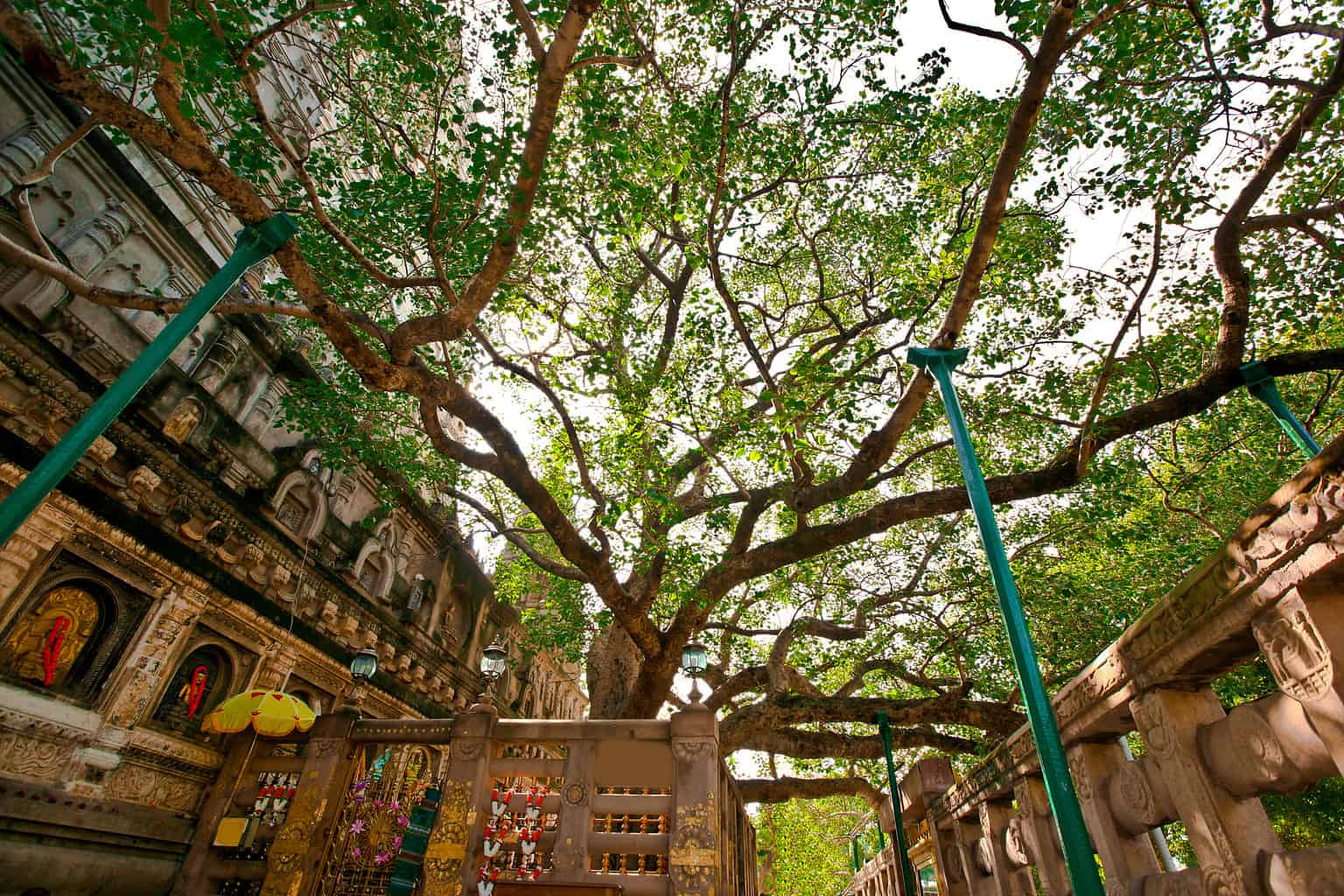 Discover the Bodhi Tree and Why It's So Important Throughout the World ...