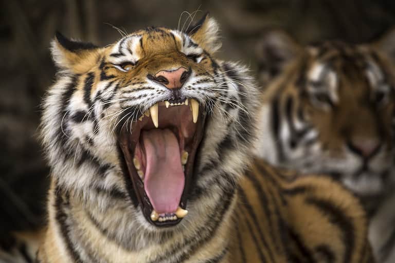 Tiger's Bite Force: Maximum Power and How It Compares to Other Skilled ...
