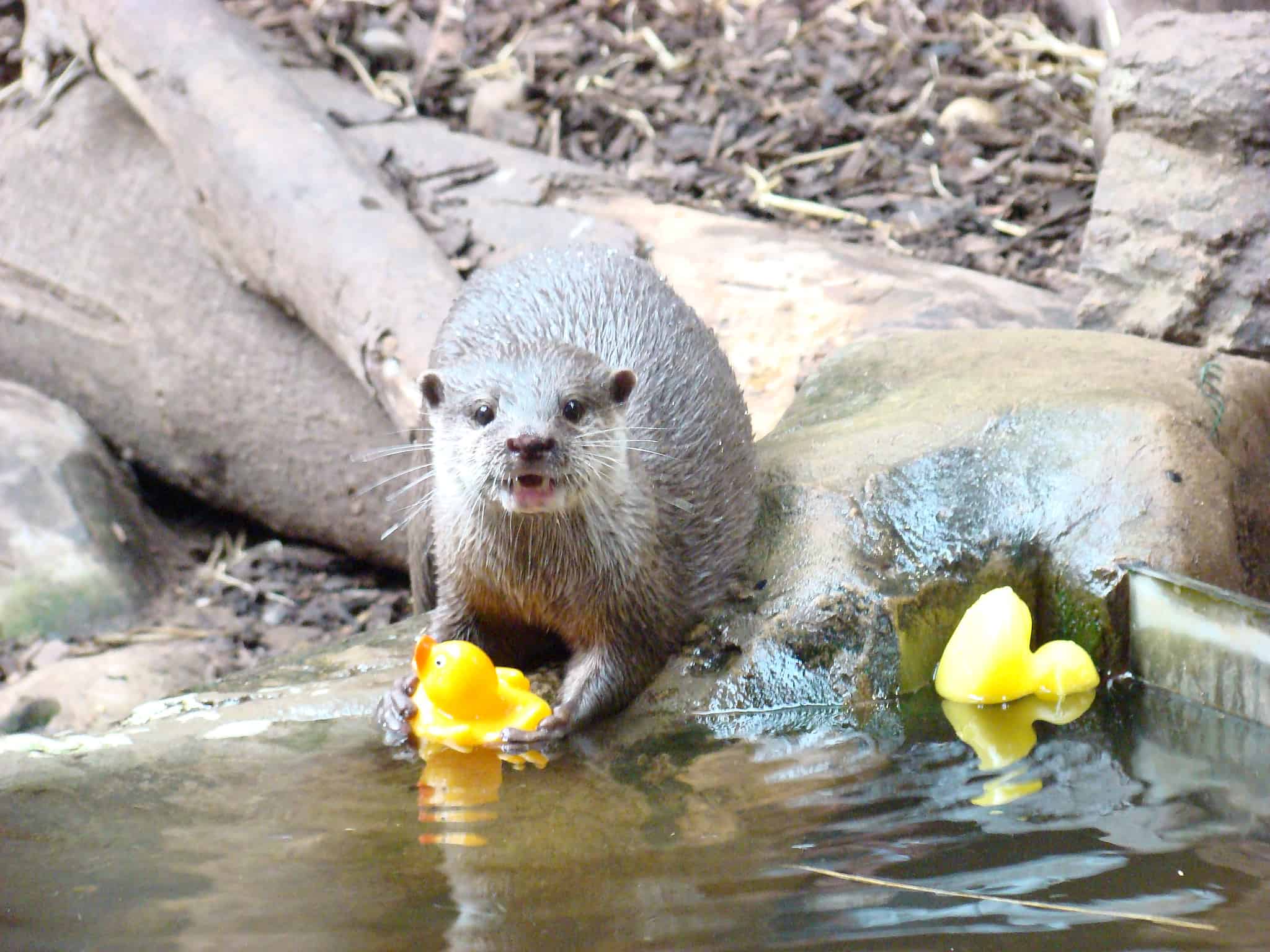 How Smart Are Otters? Everything We Know About Their Intelligence - A-Z ...