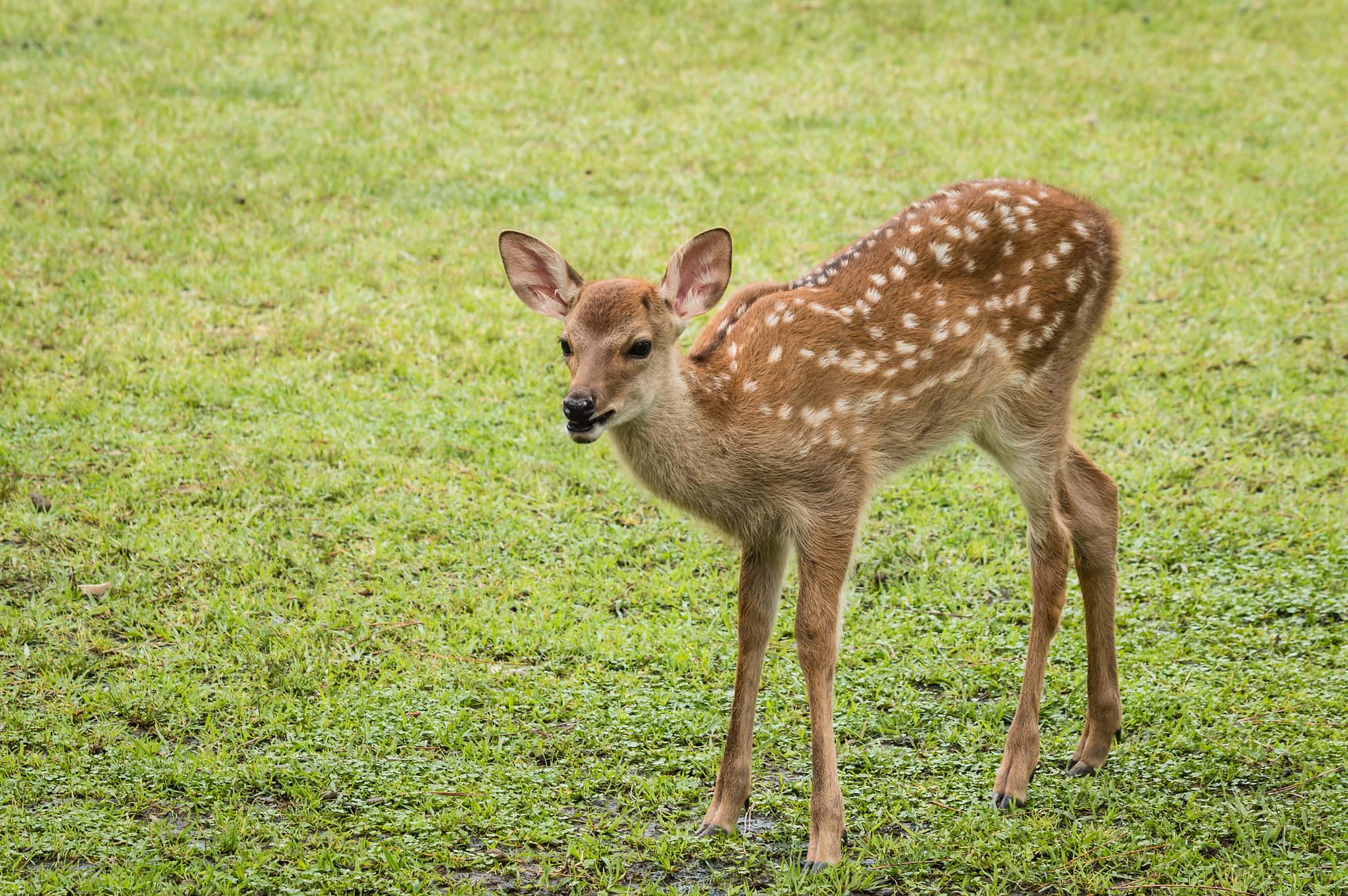 What Is an Ungulate? Examples, Facts and More - A-Z Animals