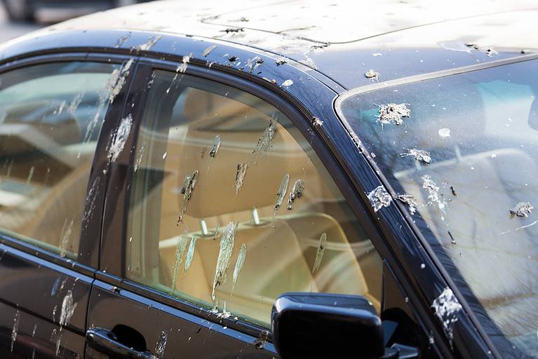 Why Do Birds Poop On Cars
