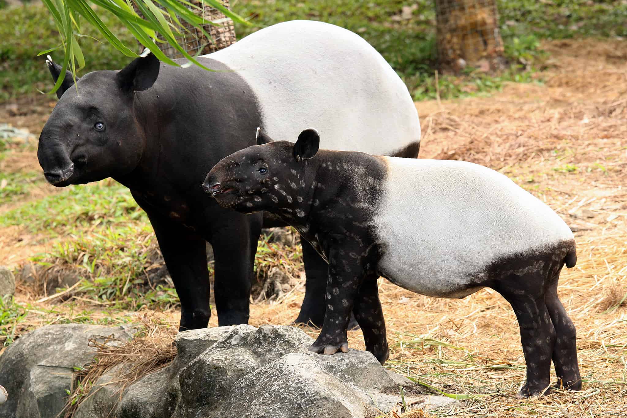 Baby Tapir Calf: 10 Pictures and 5 Incredible Facts - A-Z Animals