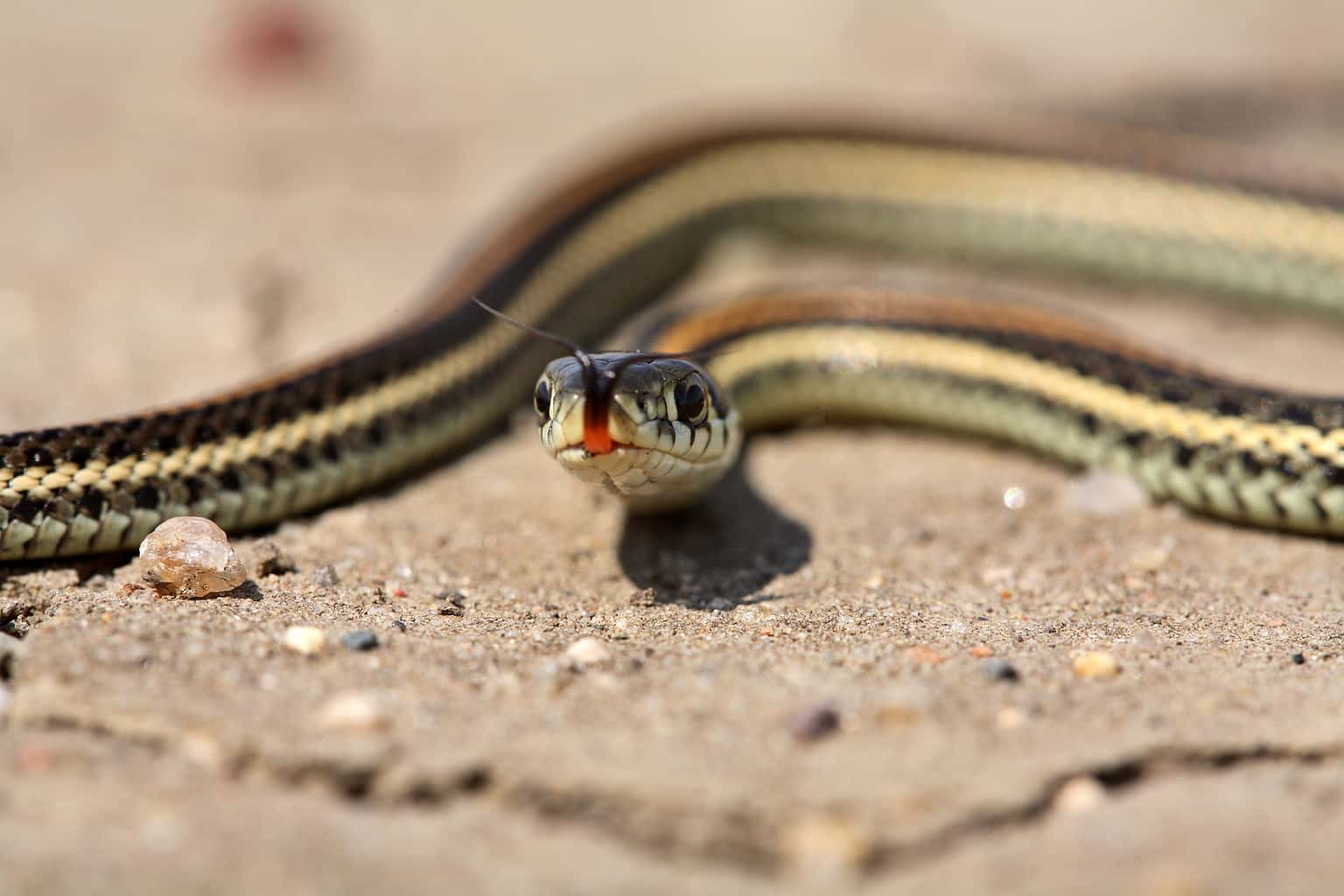 Baby Garter Snake: 10 Pictures and 10 Amazing Facts - A-Z Animals